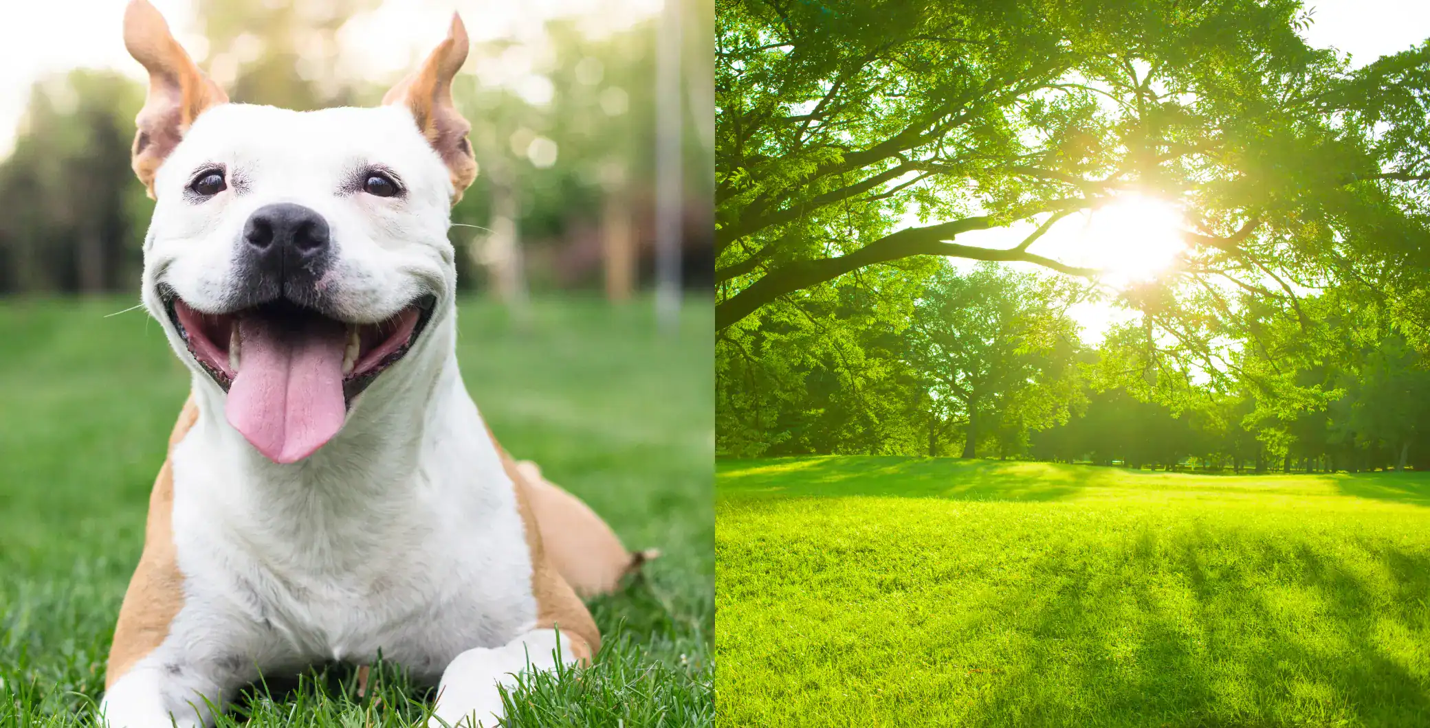 Who let the dogs out: Best Toronto dog parks to unleash your pets at ...