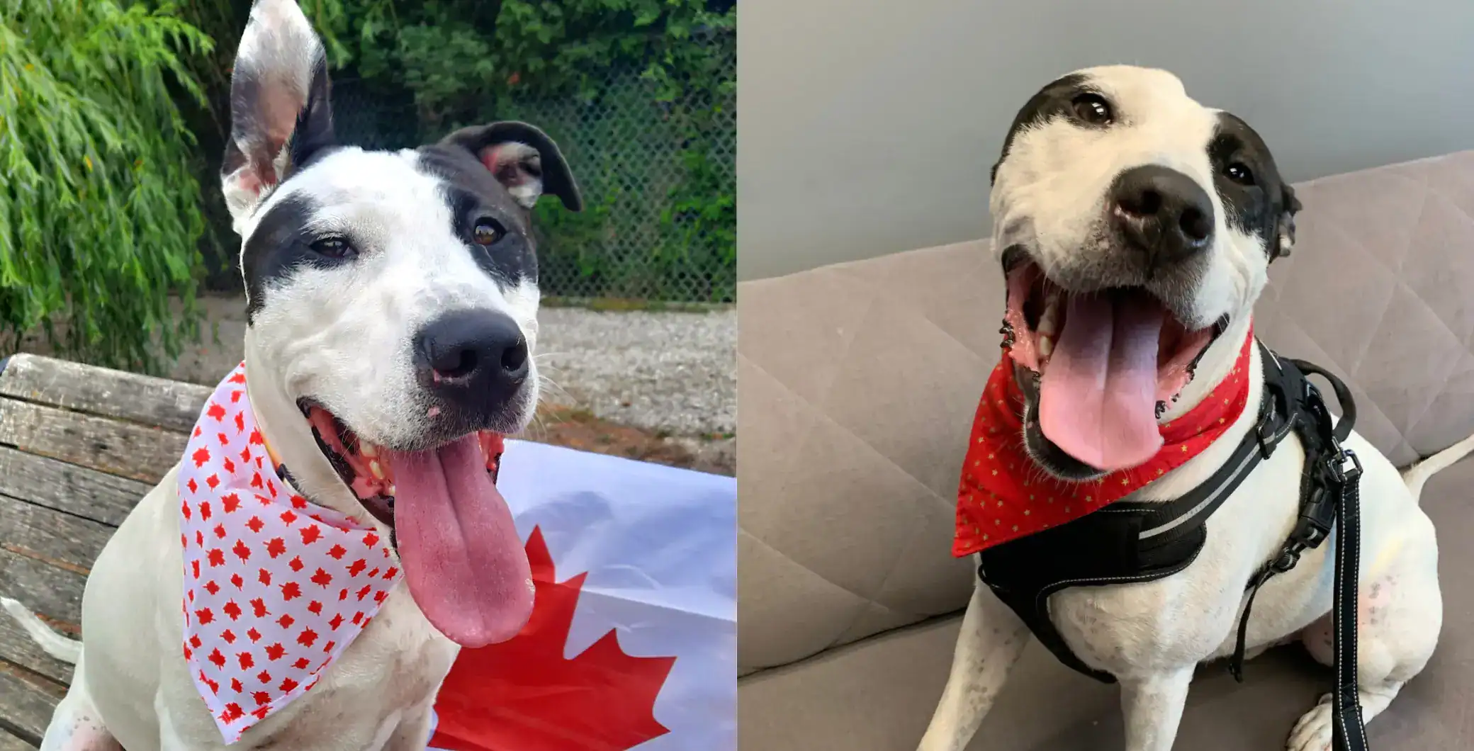 Dog adoption fees waived in new Toronto campaign as shelters near ...
