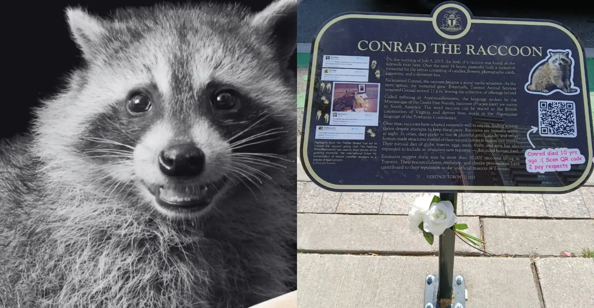 From trash panda to Toronto legend: Conrad the raccoon gets a plaque ...