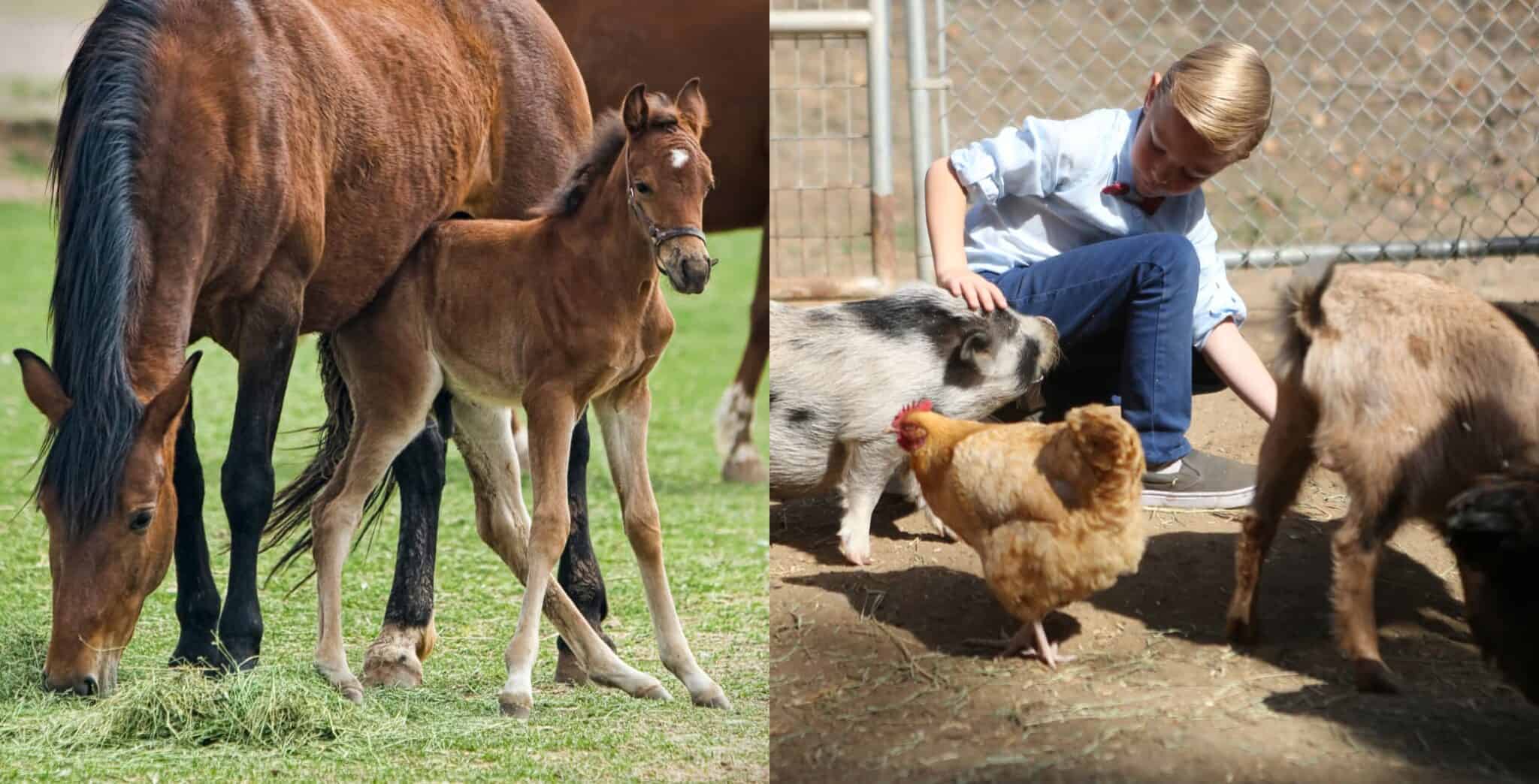 Spend a ‘purrfect’ day with these animal-centred activities in Toronto ...