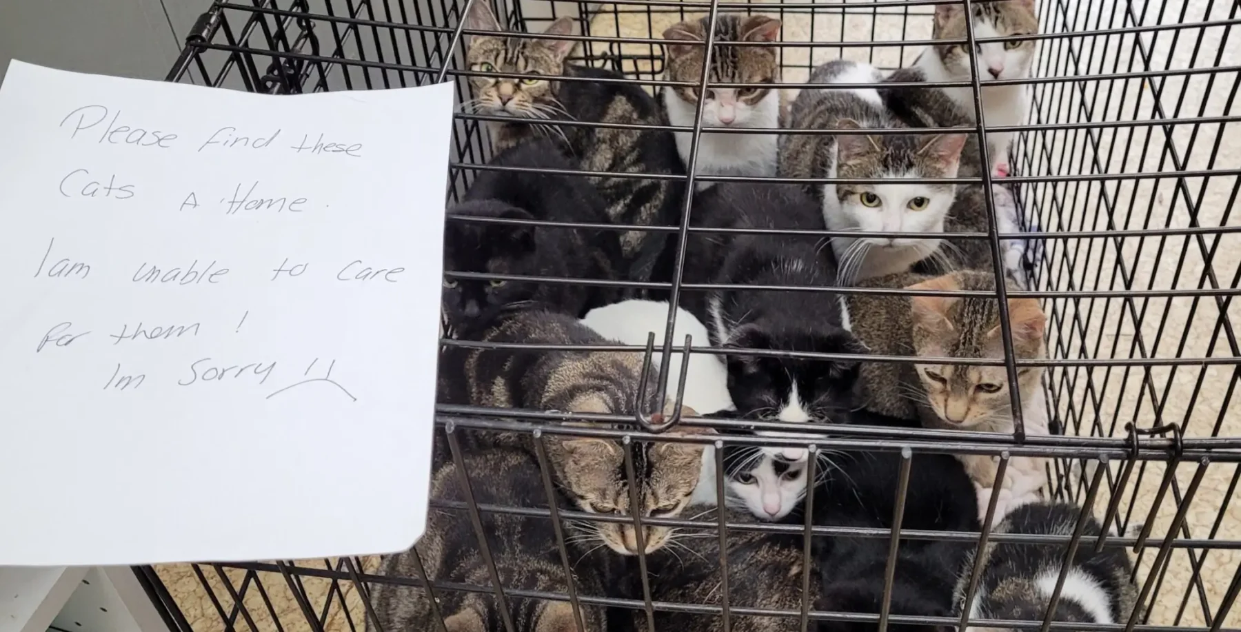cats shelter